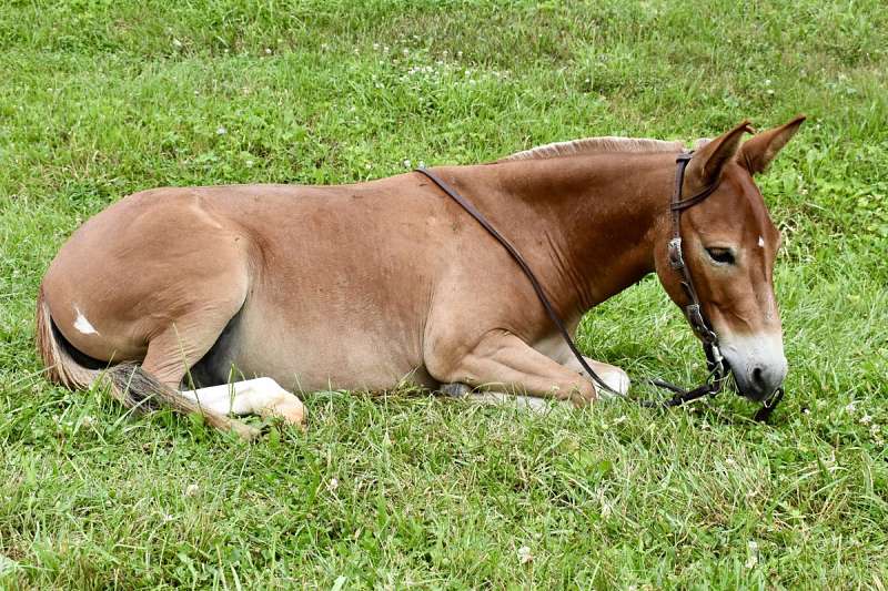 Ride, Drive, Trick – Johnny Does It All!