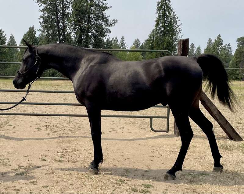 6 Year Old Egyptian Arabian Gelding