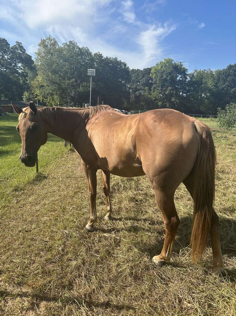 Pregnant AQHA Mare