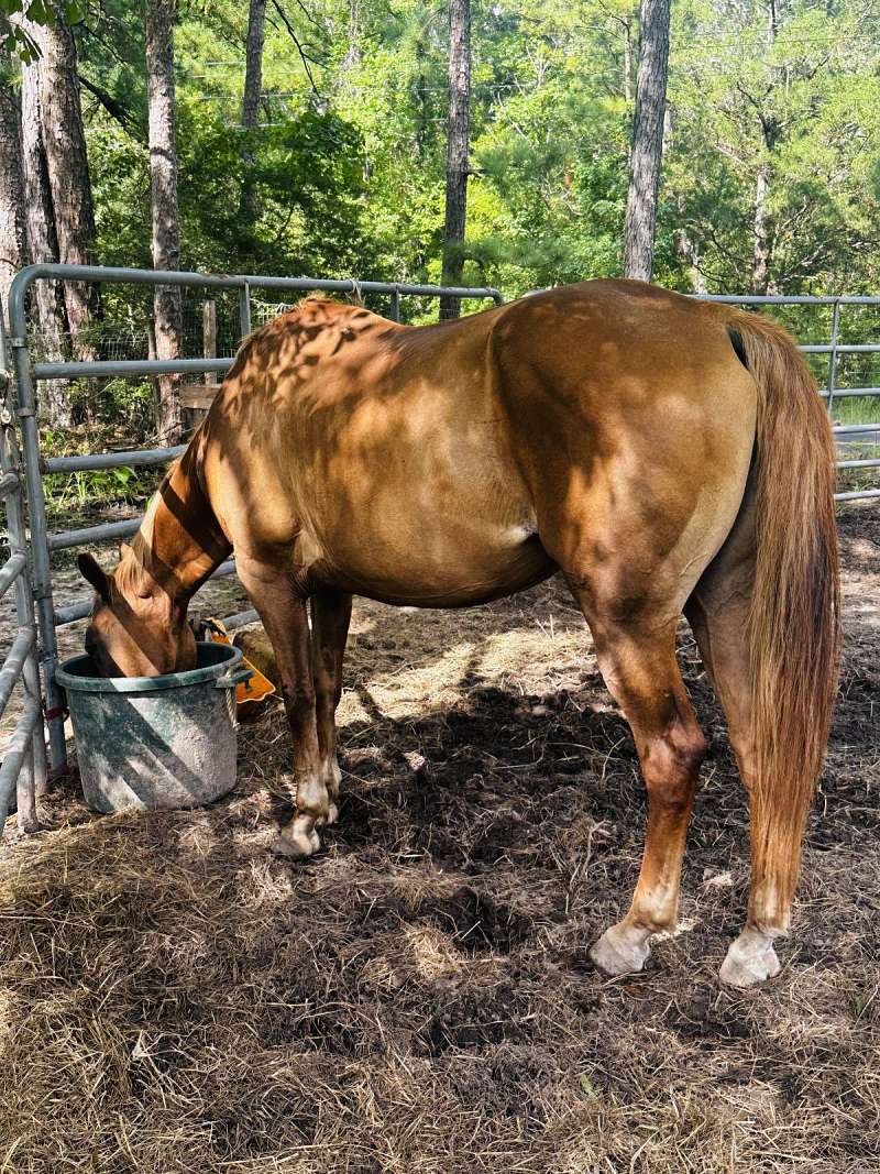 Pregnant AQHA Mare