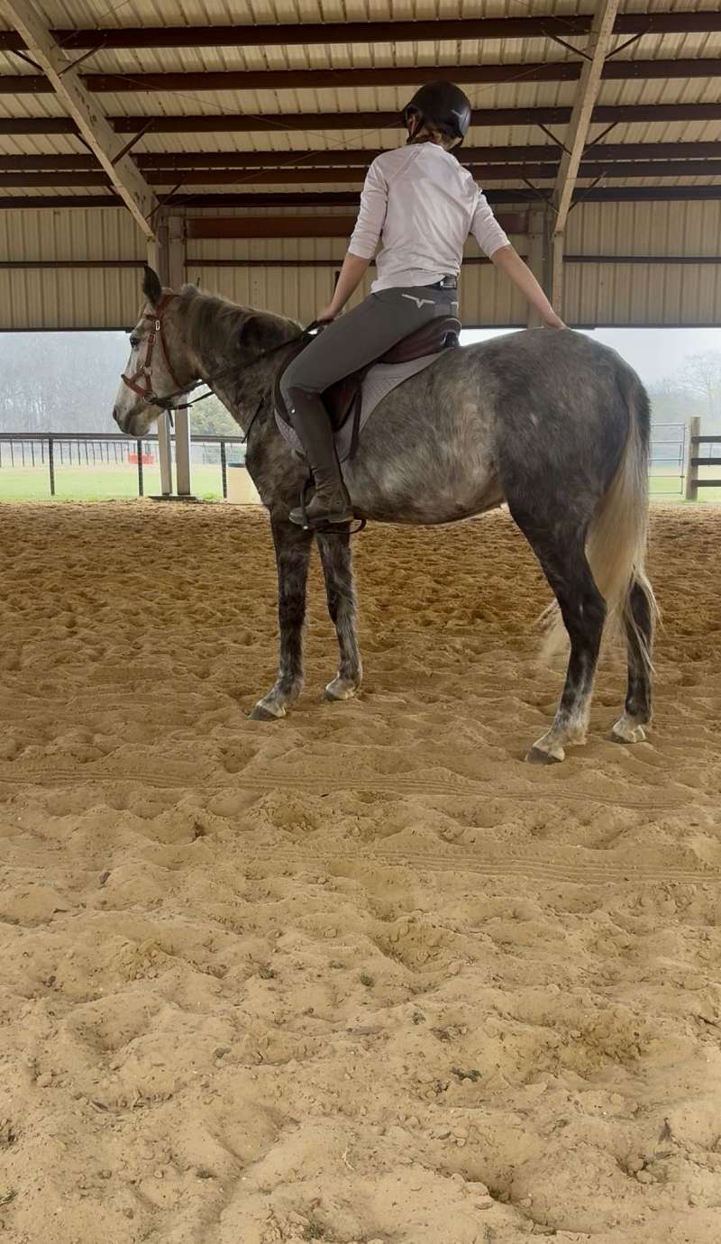 Dapple Grey, Once in a Lifetime, Hunter/Jumper/Eventing Prospect, Iris
