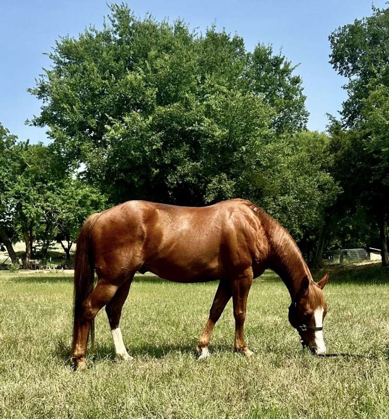 Marshall -Melissa Tx