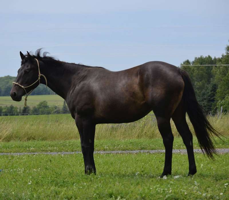 2020 AQHA Black Mare