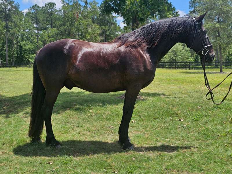 Max – Exceptional Friesian Sport Horse Gelding