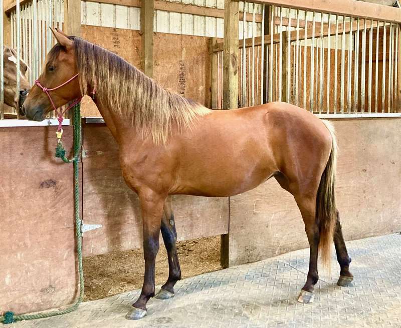 Lovely Red Chocolate (Silver Bay) RMHA Filly