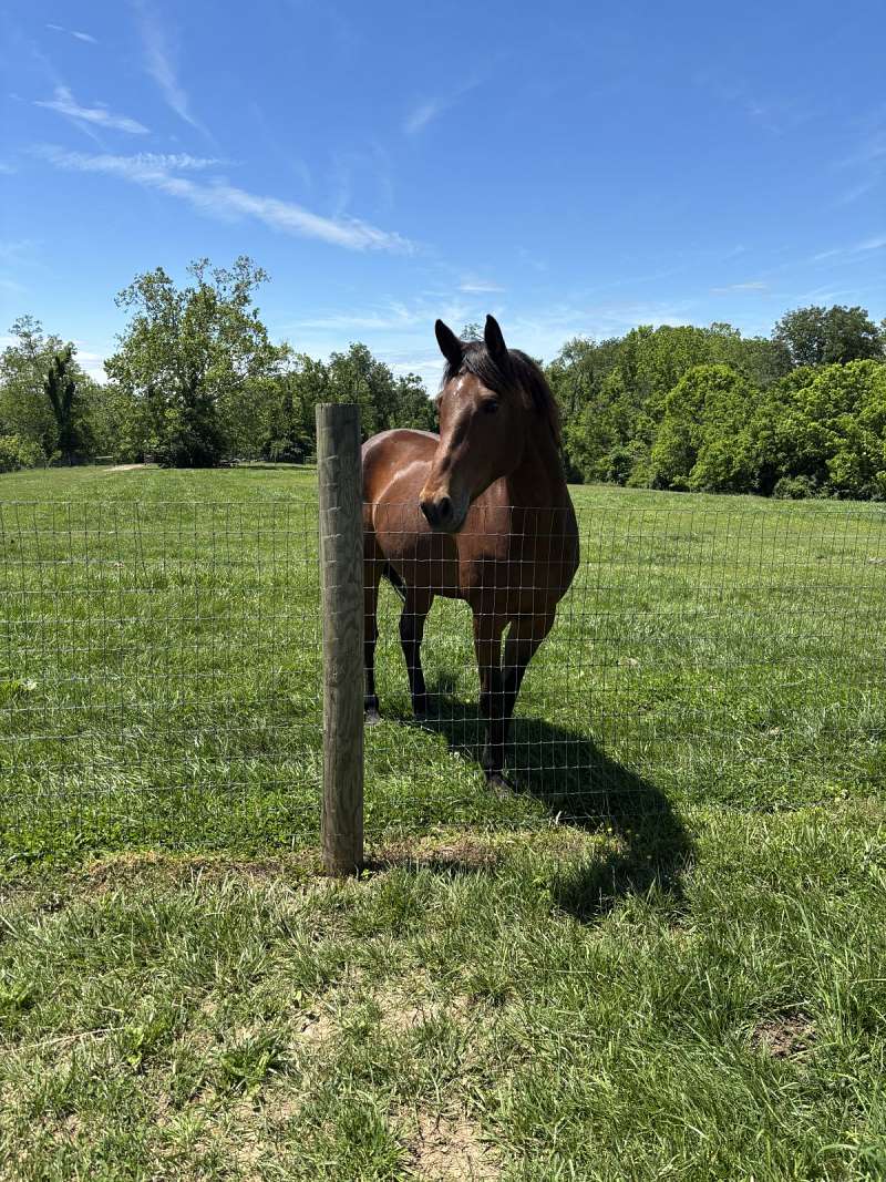 Tall, Dark, and Handsome