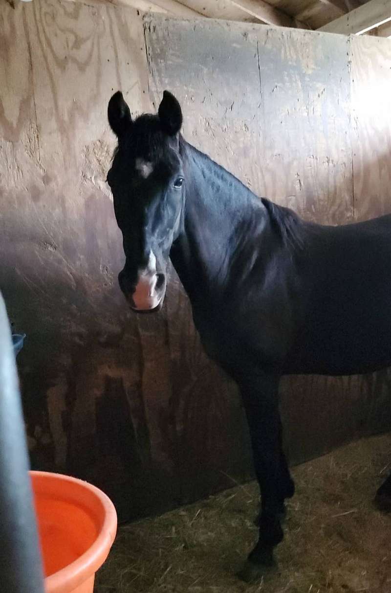 Tennessee Walker for Sale