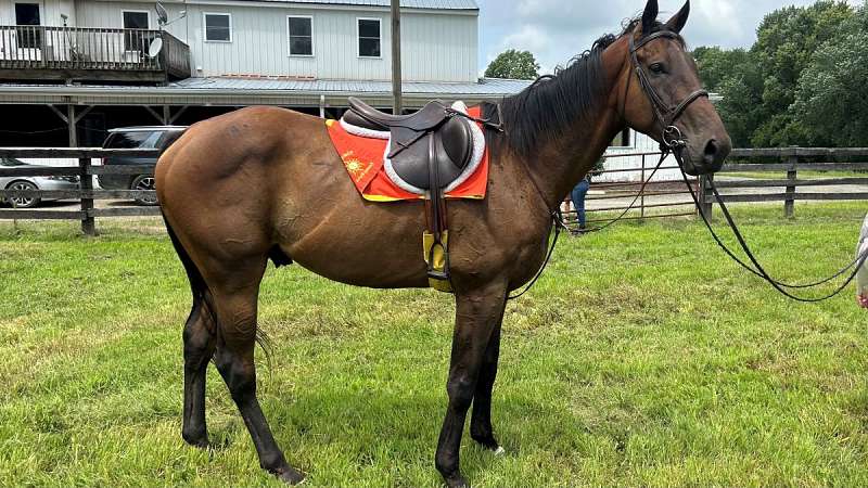 Athletic Bay Gelding