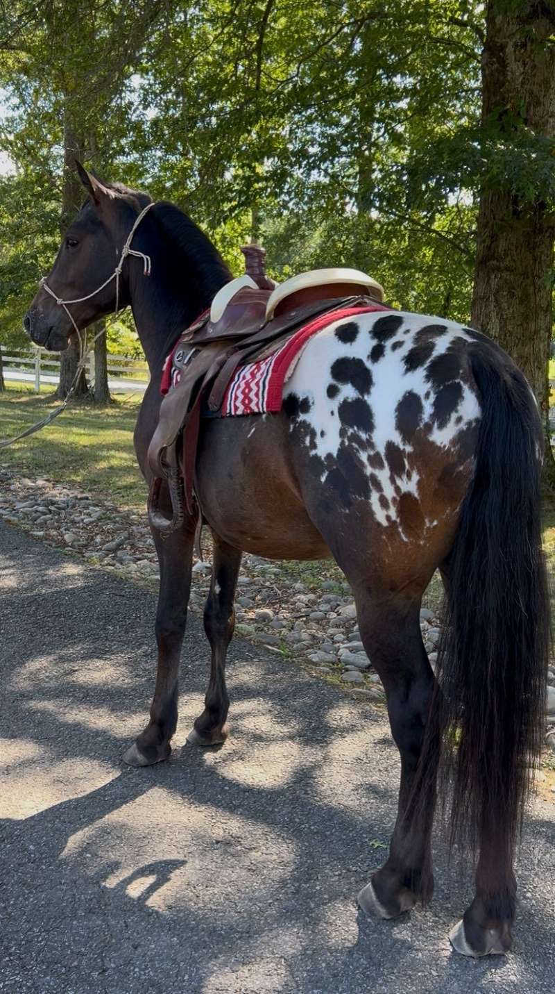 Unique Spotted Warmblood X Friesian