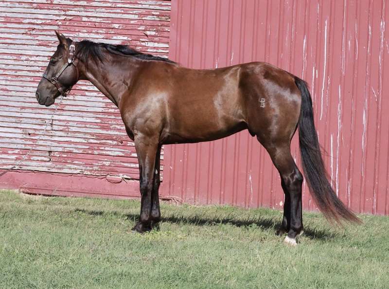 Guaranteed Whole Family Horse 4 Yr Old Gaited Black Missouri Fox Trotter!