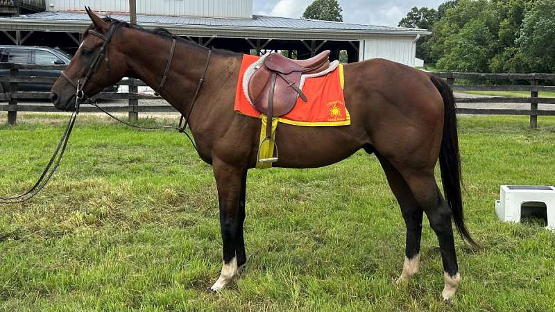 Beautiful Bay Gelding