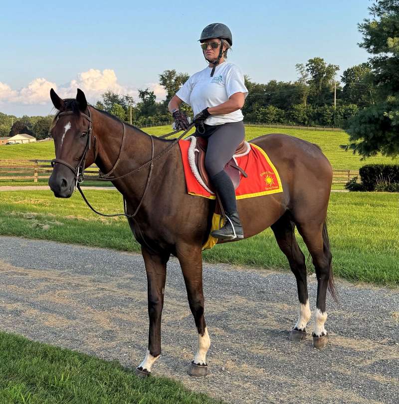 Beautiful Bay Gelding