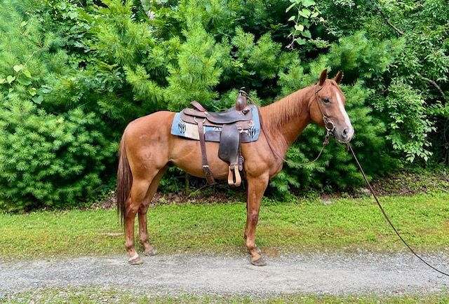 Stunning Trail and Ranch Deluxe Horse 7 Yr Old Sorrel Quarter Horse Gelding