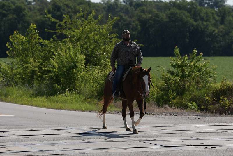 Gorgeous Family Trail Horse 12 Yr Old Sorrel Quarter Horse Mare!