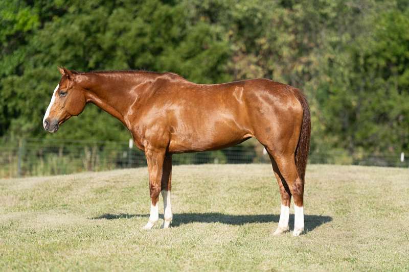 Gorgeous Family Trail Horse 12 Yr Old Sorrel Quarter Horse Mare!