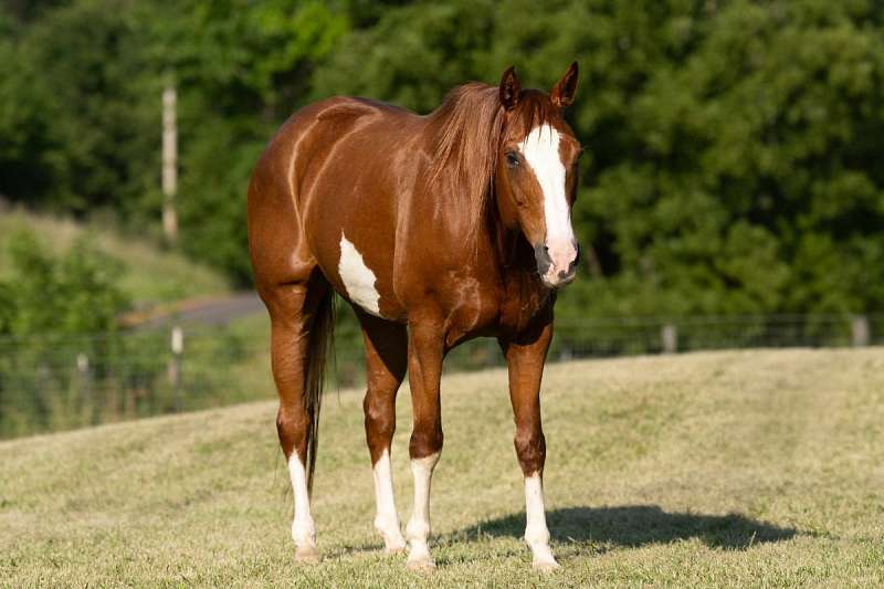 Gorgeous Family Trail Horse 12 Yr Old Sorrel Quarter Horse Mare!