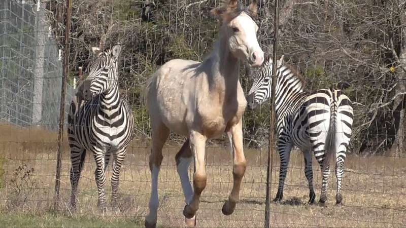 Flashy, Naturally Gaited Buckskin Sabino Missouri Foxtrotter Gelding