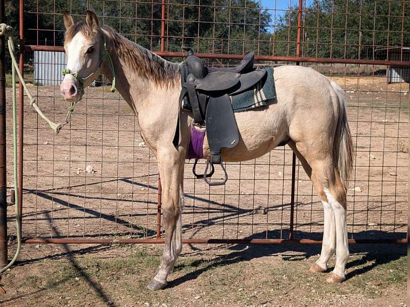 Flashy, Naturally Gaited Buckskin Sabino Missouri Foxtrotter Gelding