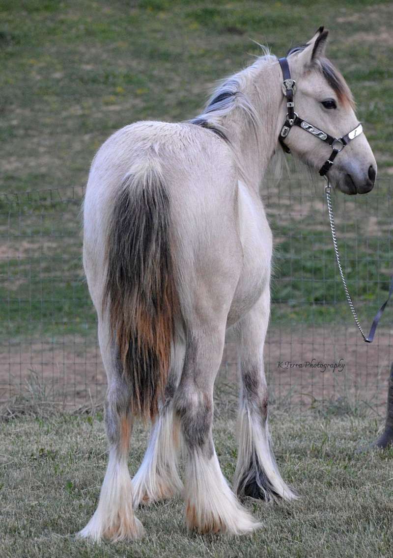 Outstanding 2025 Buckskin Gypsy Vanner Colt