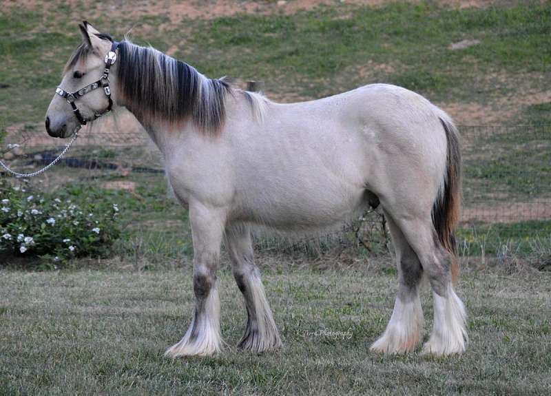 Outstanding 2025 Buckskin Gypsy Vanner Colt
