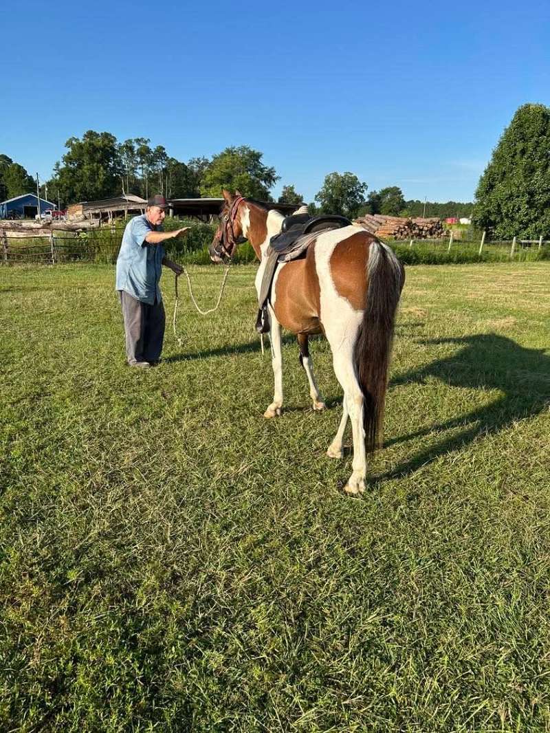Paint Gelding Trail Horse for Sale
