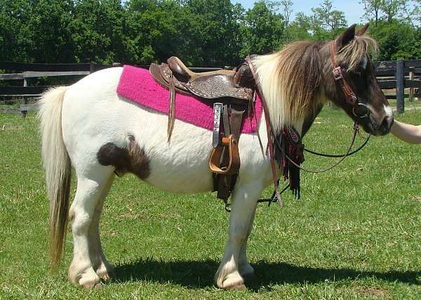 Trusted and Reliable Mini Trail Deluxe 10 Yr Old Paint Pony Gelding!