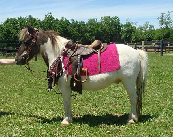 Trusted and Reliable Mini Trail Deluxe 10 Yr Old Paint Pony Gelding!