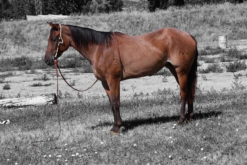 Ranch Versatility Prospect 3 Yr Old Bay Roan Quarter Horse Mare!