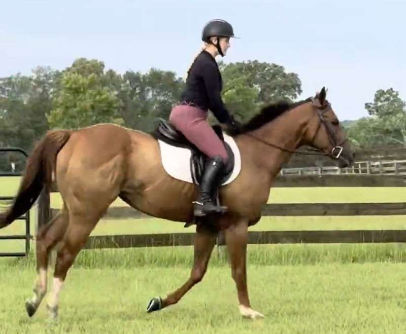 Perfect Day – Sweet OTTB Gelding Seeking the Right Match
