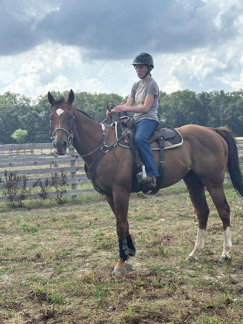 Perfect Day – Sweet OTTB Gelding Seeking the Right Match