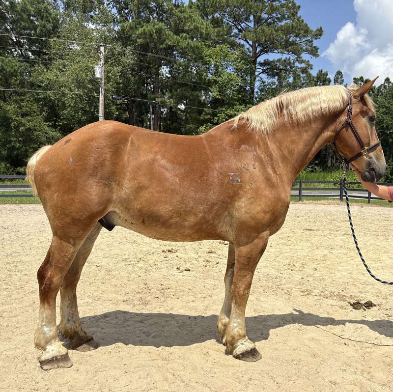 Big Belgian Gelding