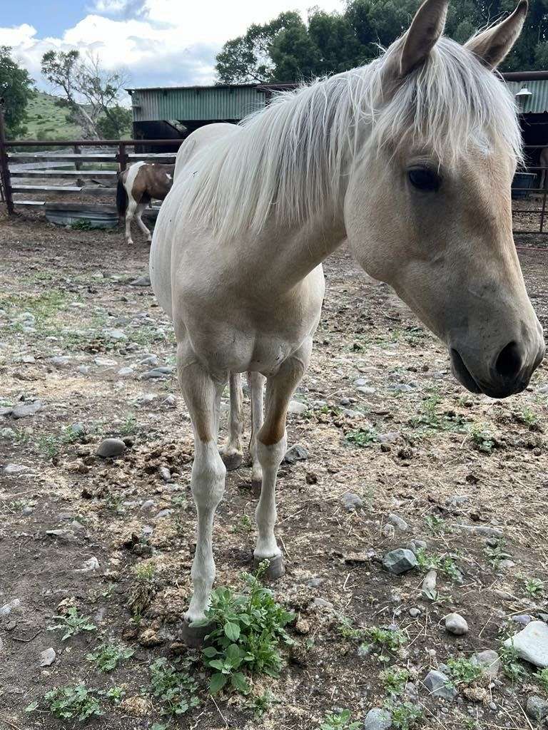 Yearling APHA Filly