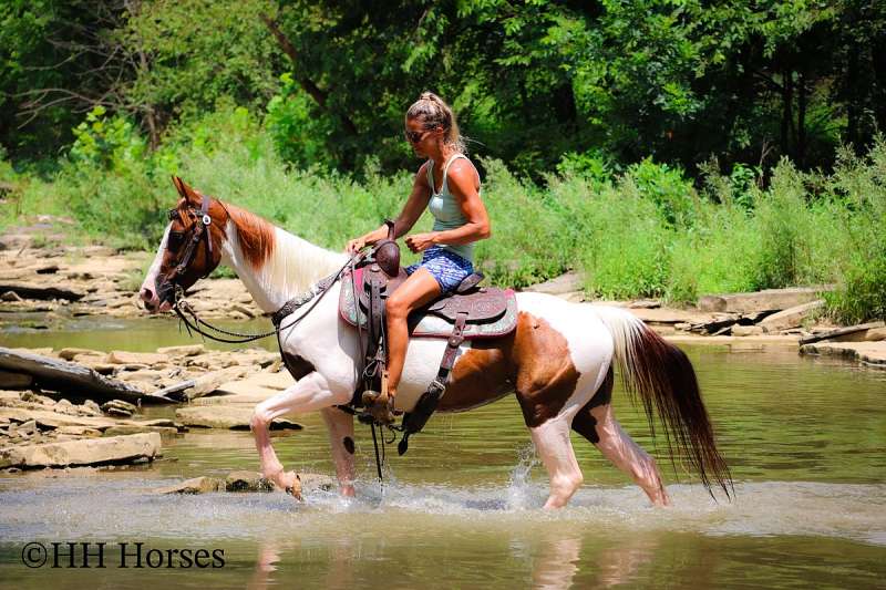 Beginner, Novice, and Youth Safe Flashy Sorrel and White Tobiano Paint Mare