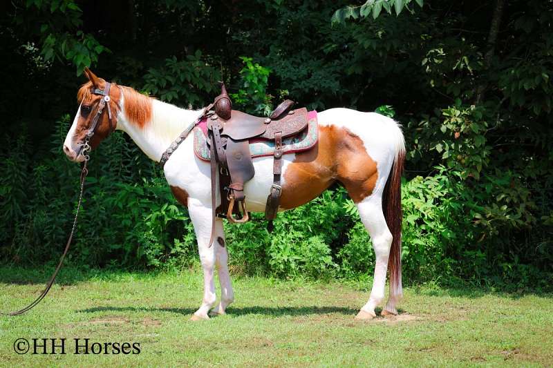 Beginner, Novice, and Youth Safe Flashy Sorrel and White Tobiano Paint Mare