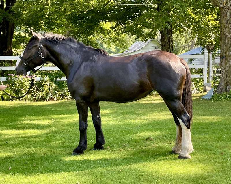 Lovely Young Mare by Major Tyson
