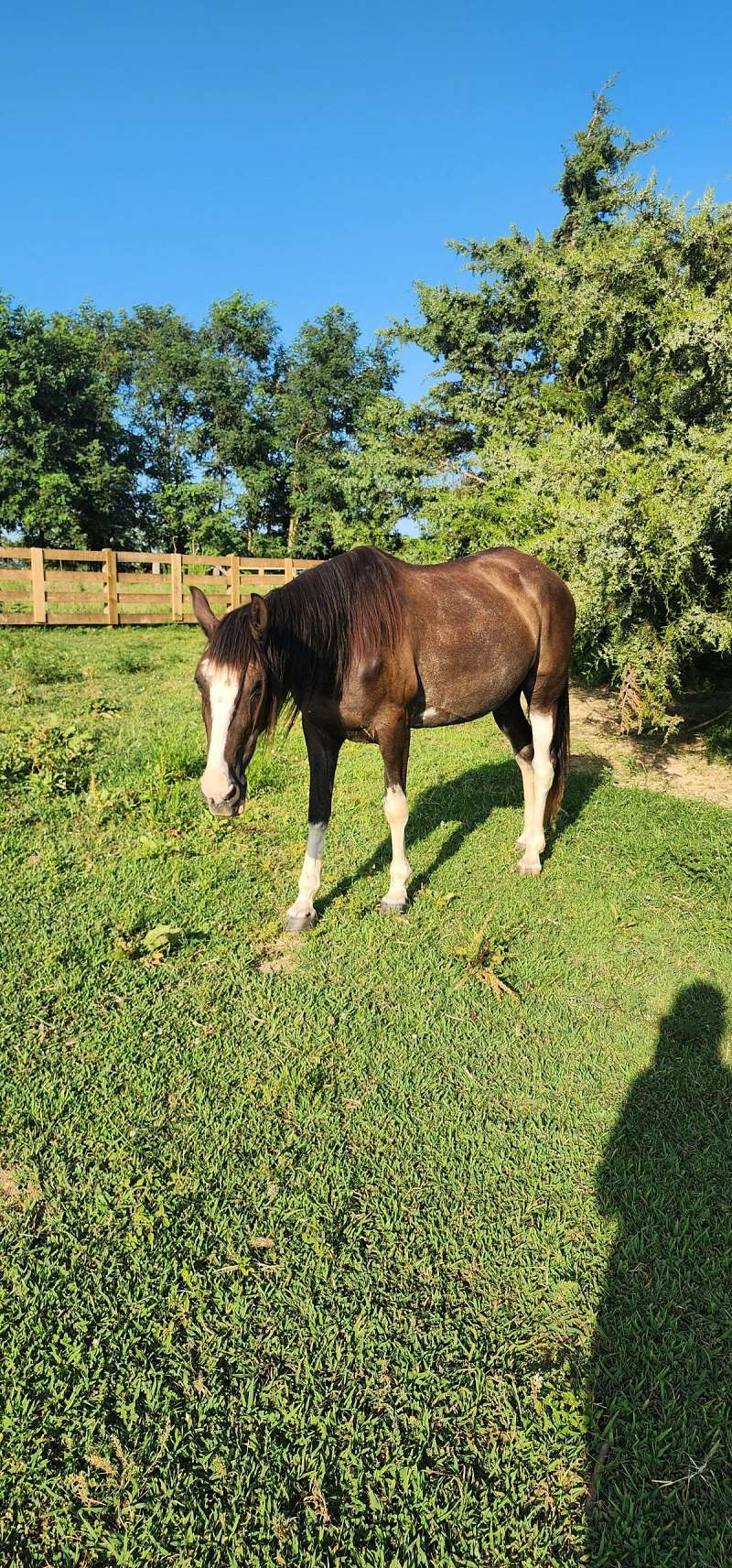 Friesian X TWH Mare Beginner Safe