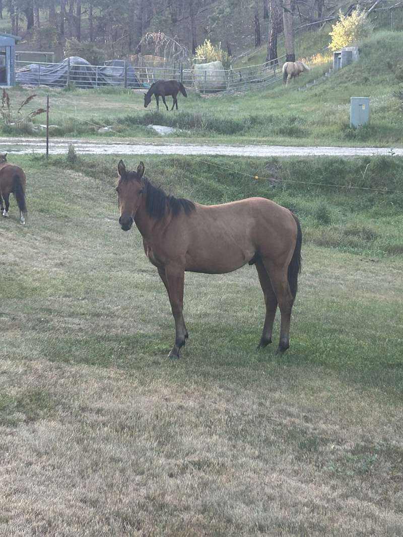 Dun AQHA Colt-Poco Bueno Bred-Open to Offers