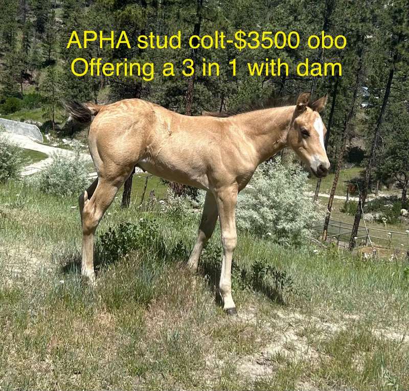 APHA Buckskin Stud Colt
