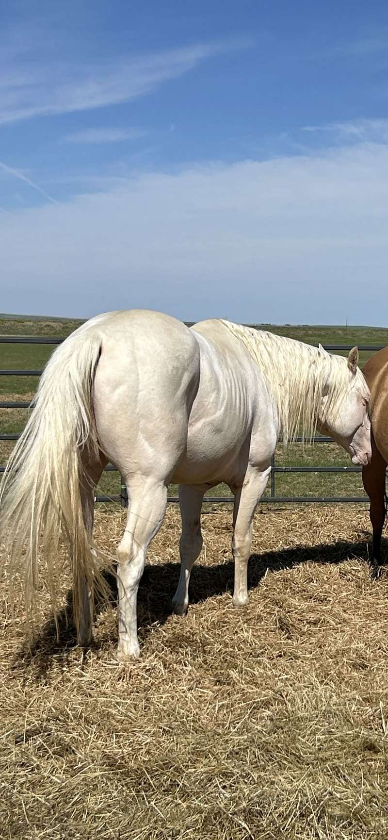 APHA Buckskin Stud Colt