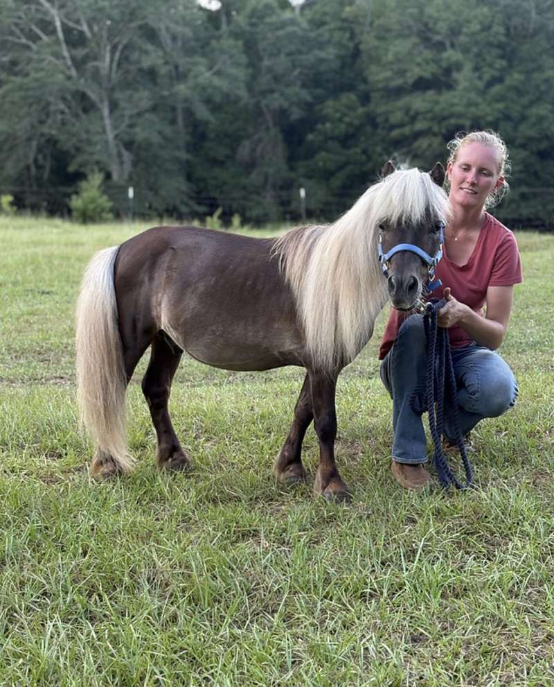 Flashy, Leadline Rideable Mini Gelding