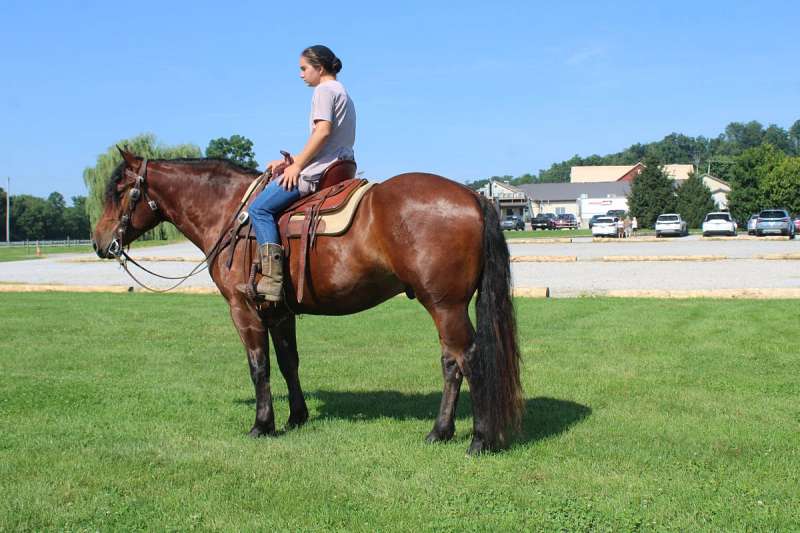 Bombproof Draft Cross