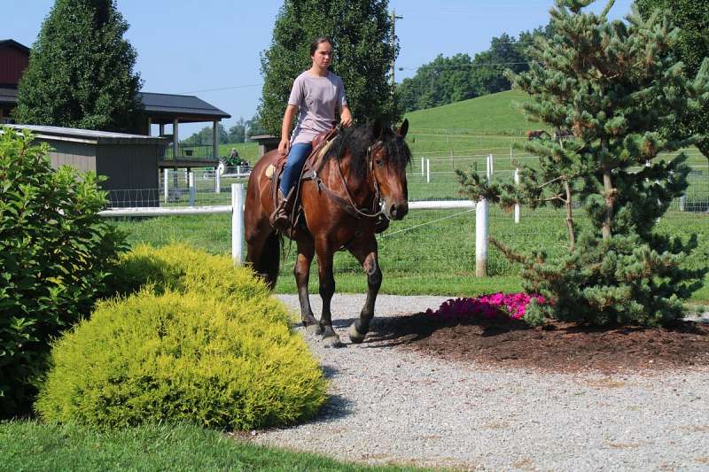 Bombproof Draft Cross