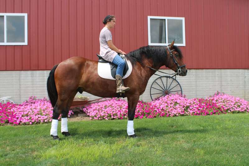 Bombproof Draft Cross