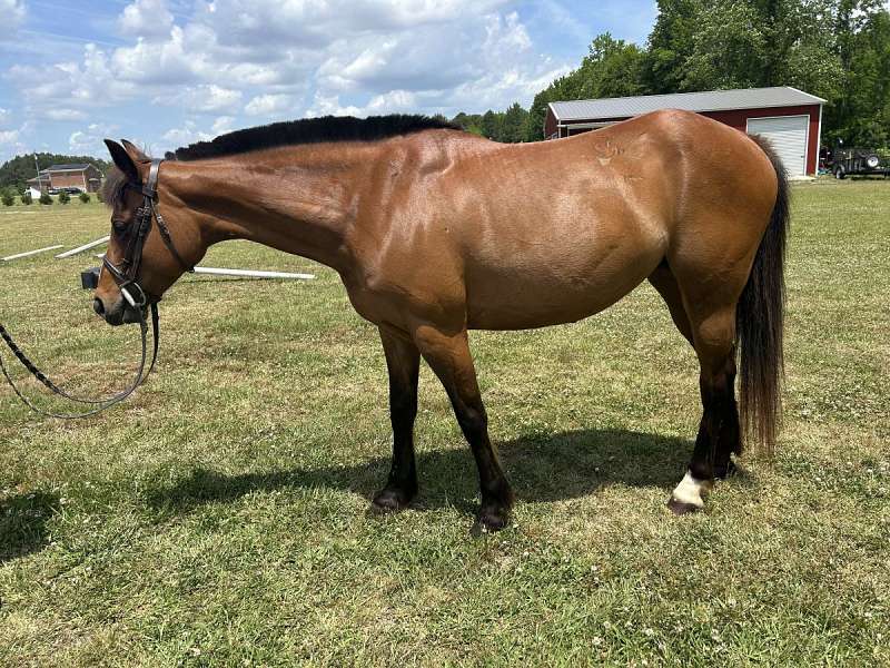 Brighton Rosetta Pone