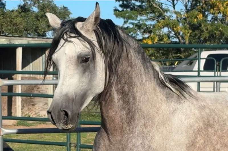Straight Egyptian Stallion Older Bloodlines