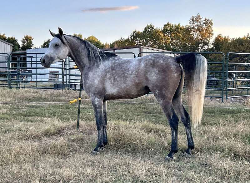 Straight Egyptian Stallion Older Bloodlines