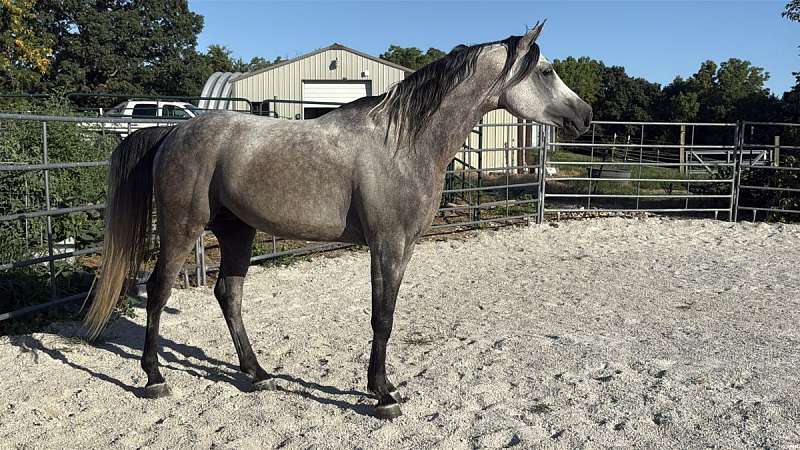 Straight Egyptian Stallion Older Bloodlines