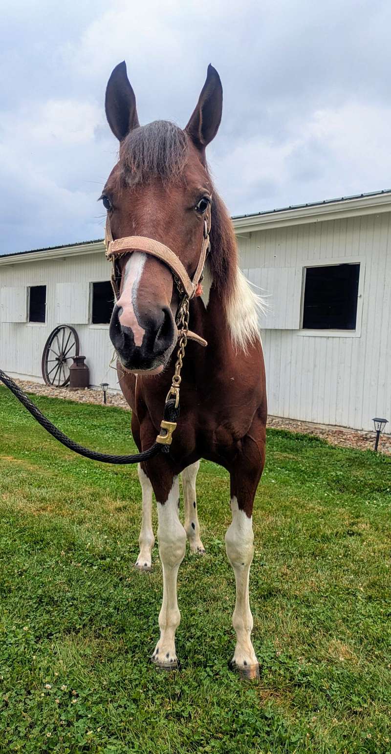 Jdr Junes Gotta Gun, Yearling,APHA,Reining Prospect