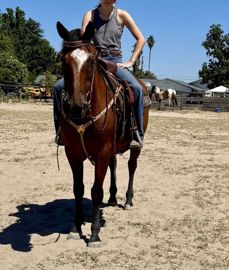 Beautiful Bay Quarab Mare. Trails, Arena, Trail Trials, Camping, Sweetheart