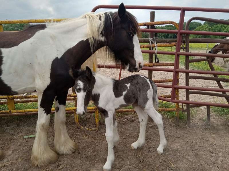 Beautiful Gypsy Vanner Fillies